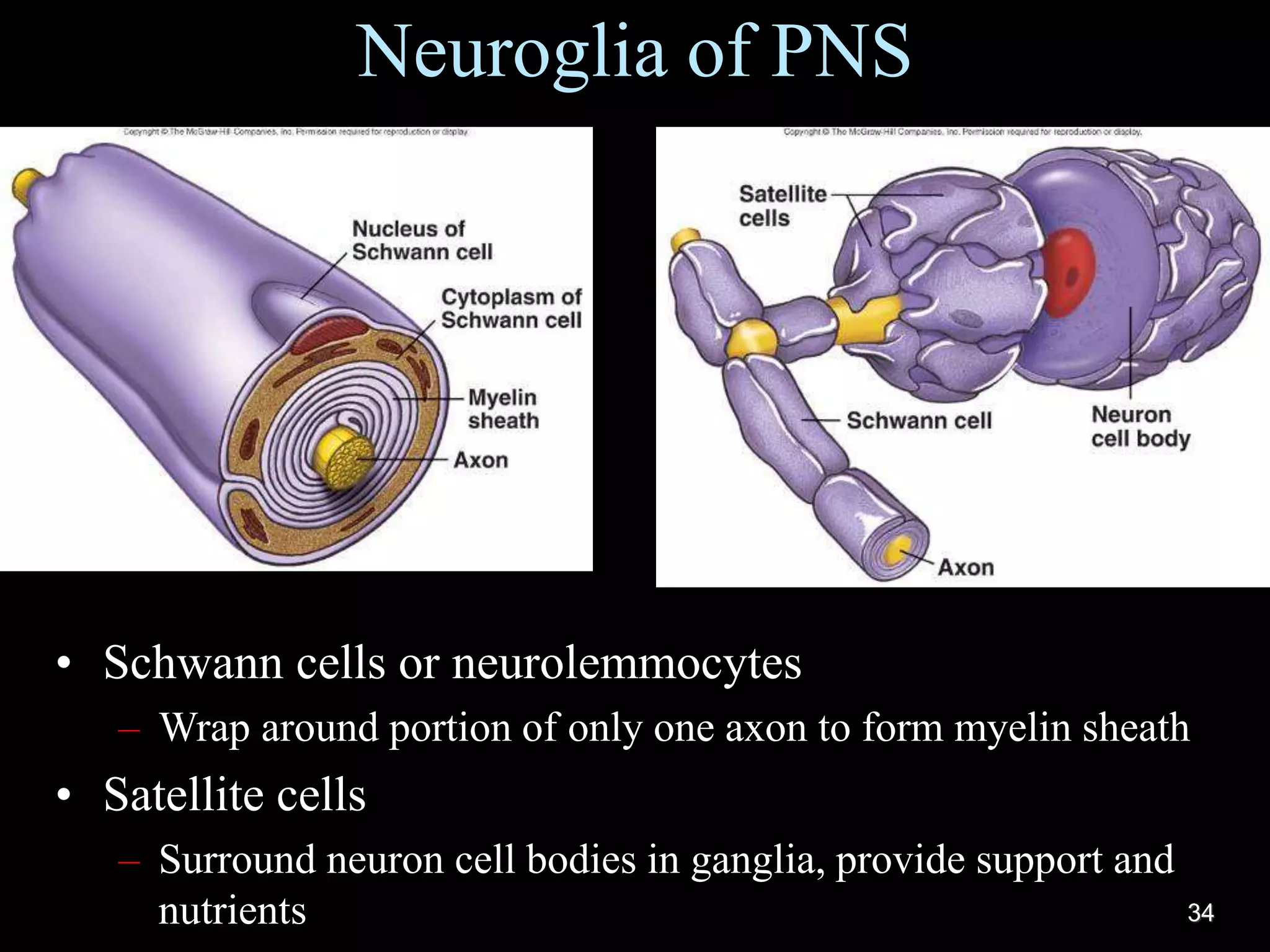 NERVE PHYSIOLOGY- NEURON & NEUROGLIA | PPT