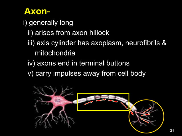 NERVE PHYSIOLOGY- NEURON & NEUROGLIA | PPT