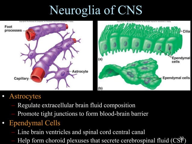 NERVE PHYSIOLOGY- NEURON & NEUROGLIA | PPT