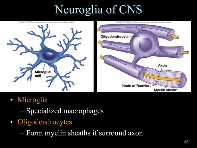 NERVE PHYSIOLOGY- NEURON & NEUROGLIA | PPT