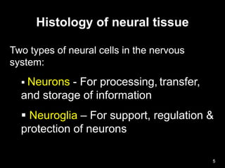 NERVE PHYSIOLOGY- NEURON & NEUROGLIA | PPT
