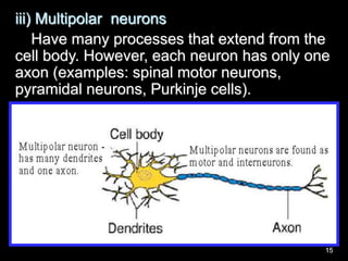 Examples Of Neuroglia