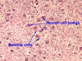 Neuroglial Cells Slide