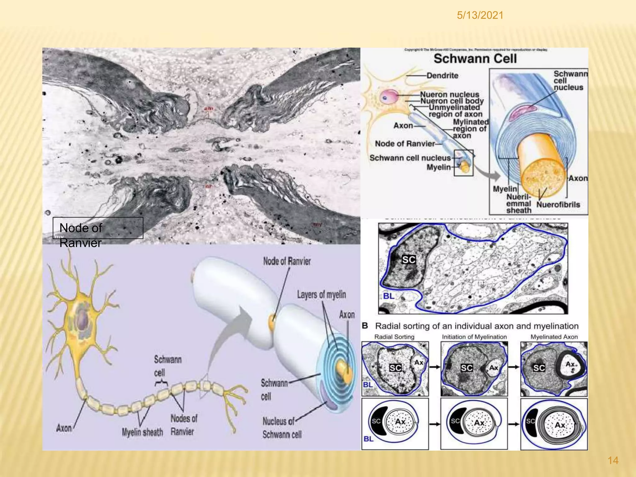 Neuron and neurolgia, nervous system, Anatomy and Physiology | PPTX