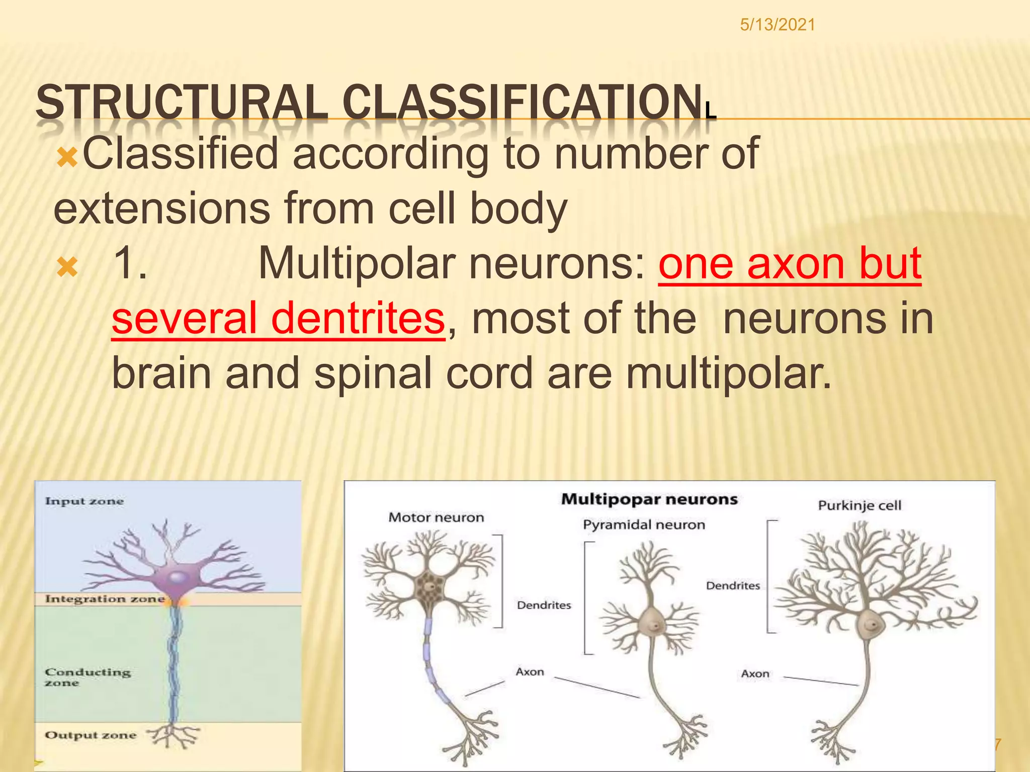 Neuron and neurolgia, nervous system, Anatomy and Physiology | PPTX