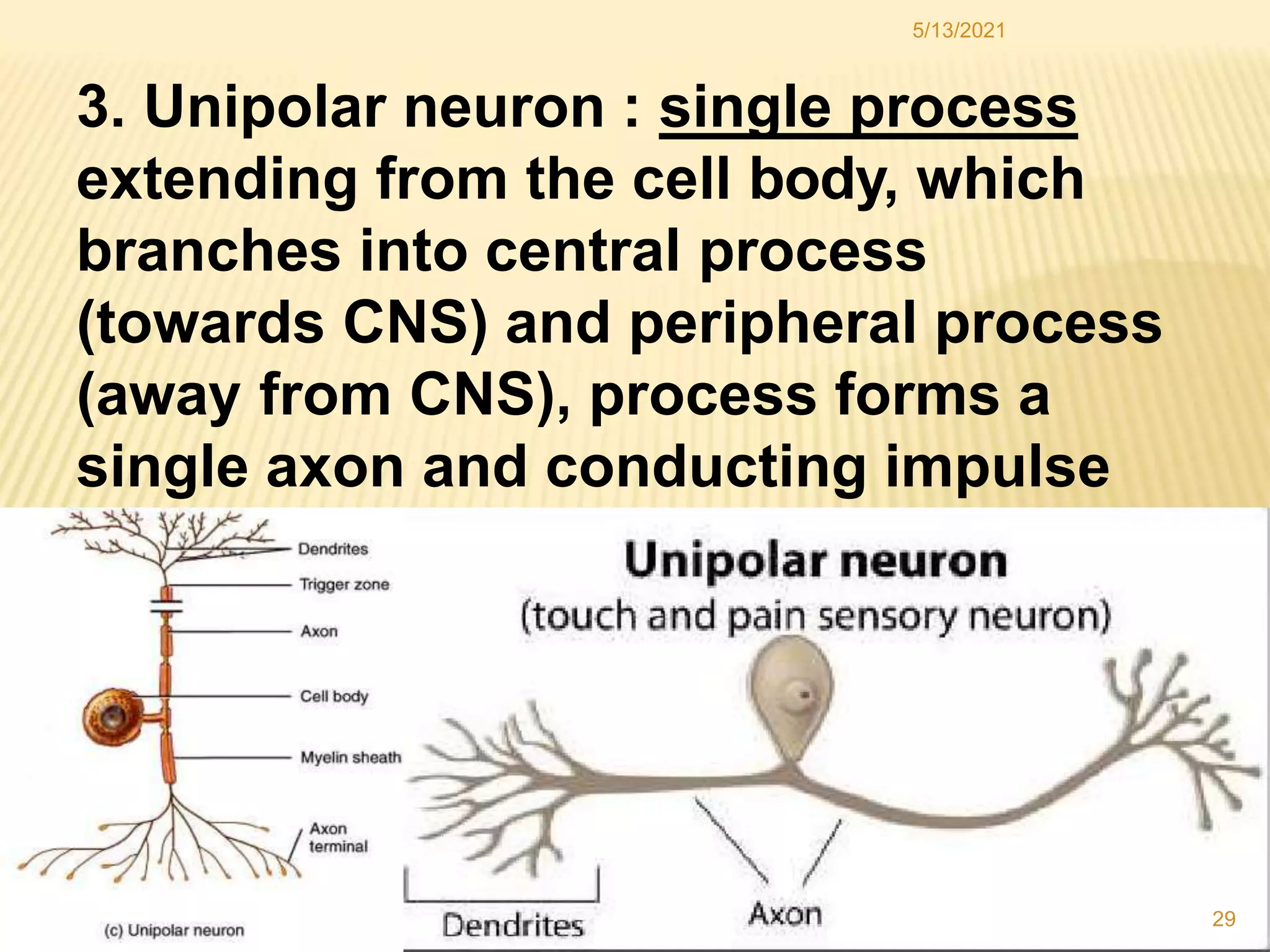 Neuron and neurolgia, nervous system, Anatomy and Physiology | PPTX