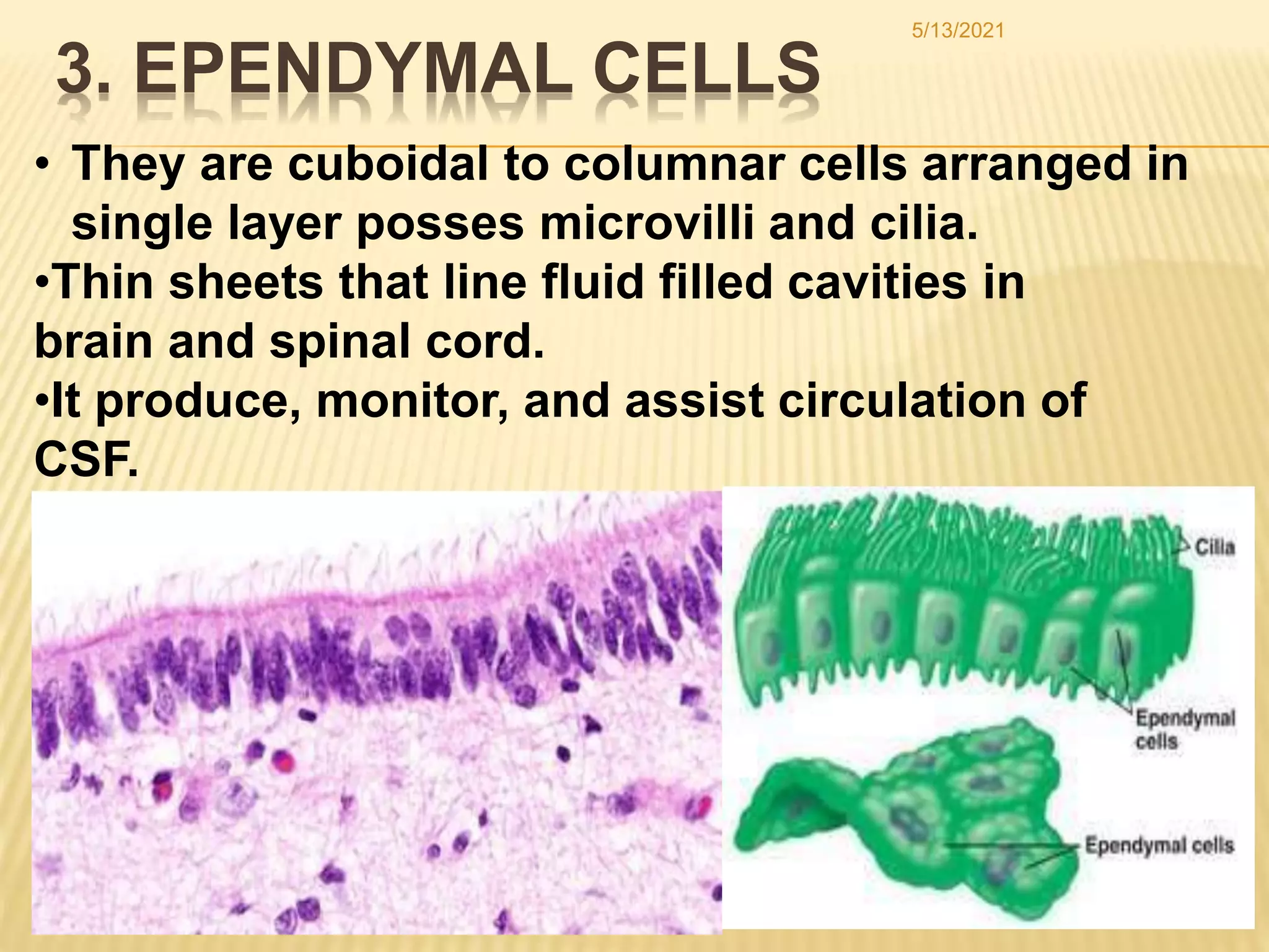 Neuron and neurolgia, nervous system, Anatomy and Physiology | PPTX