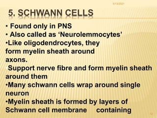 Neuron and neurolgia, nervous system, Anatomy and Physiology | PPTX