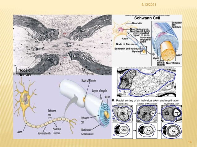 Neuron and neurolgia, nervous system, Anatomy and Physiology | PPTX ...