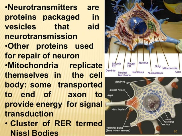 Neuron and neurolgia, nervous system, Anatomy and Physiology | PPTX ...