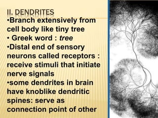 Neuron and neurolgia, nervous system, Anatomy and Physiology | PPTX