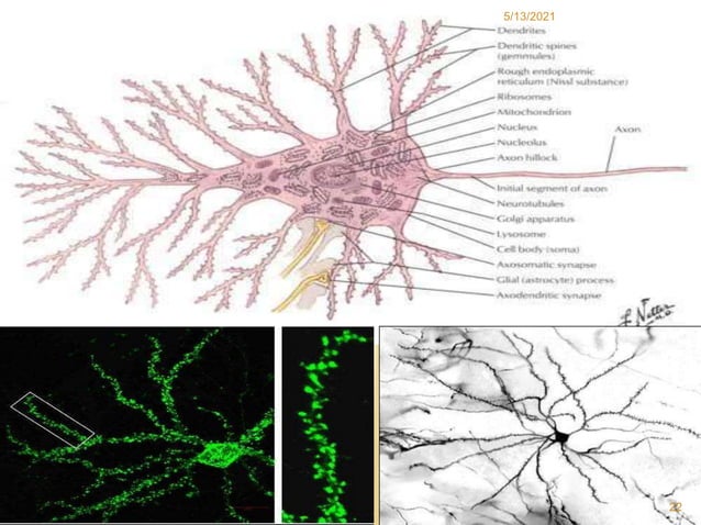 Neuron and neurolgia, nervous system, Anatomy and Physiology | PPTX ...