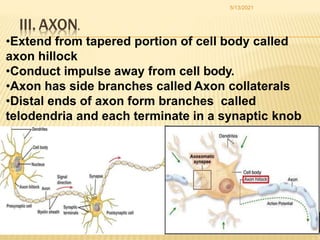 Neuron and neurolgia, nervous system, Anatomy and Physiology | PPTX