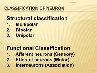 Neuron and neurolgia, nervous system, Anatomy and Physiology | PPTX