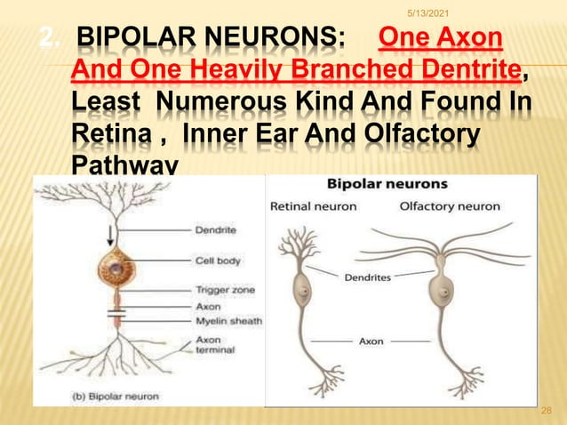 Neuron and neurolgia, nervous system, Anatomy and Physiology | PPTX ...