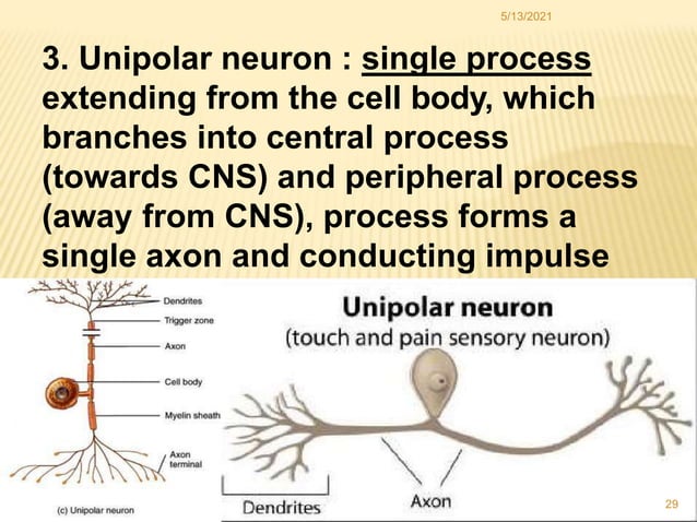 Neuron and neurolgia, nervous system, Anatomy and Physiology | PPTX ...