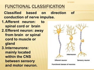 Neuron and neurolgia, nervous system, Anatomy and Physiology | PPTX