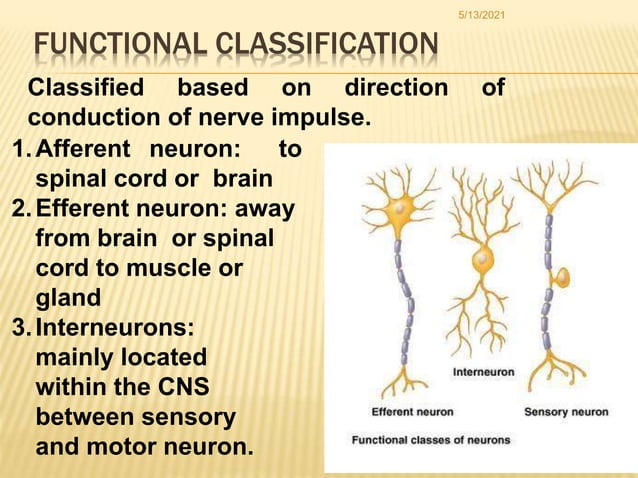 Neuron and neurolgia, nervous system, Anatomy and Physiology | PPTX ...