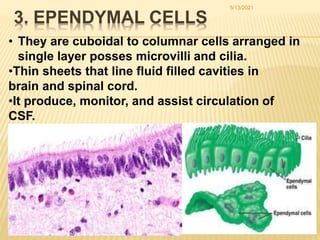 Neuron and neurolgia, nervous system, Anatomy and Physiology | PPTX