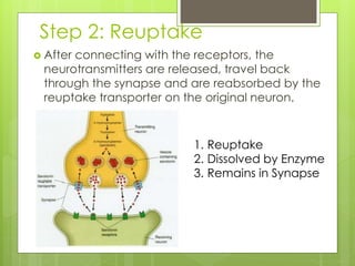 Reuptake Neuron