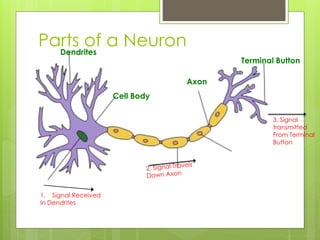 Neuron and neurotransmitter pp | PPSX