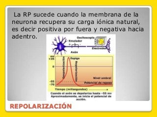 Repolarización De Una Neurona