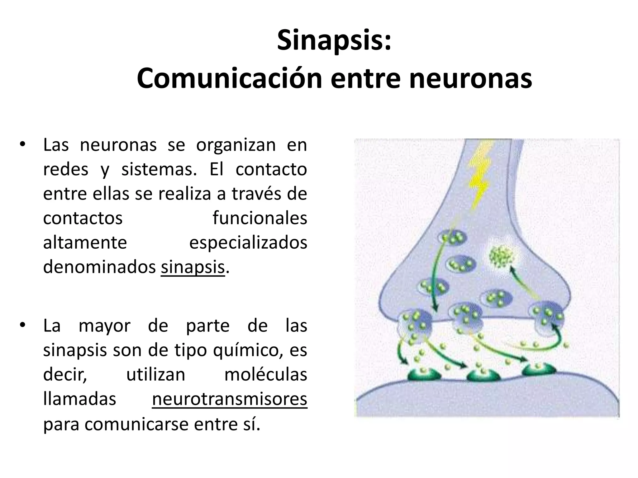 Neuronas | PPTX | Brain and Nervous System Disorders | Diseases and ...