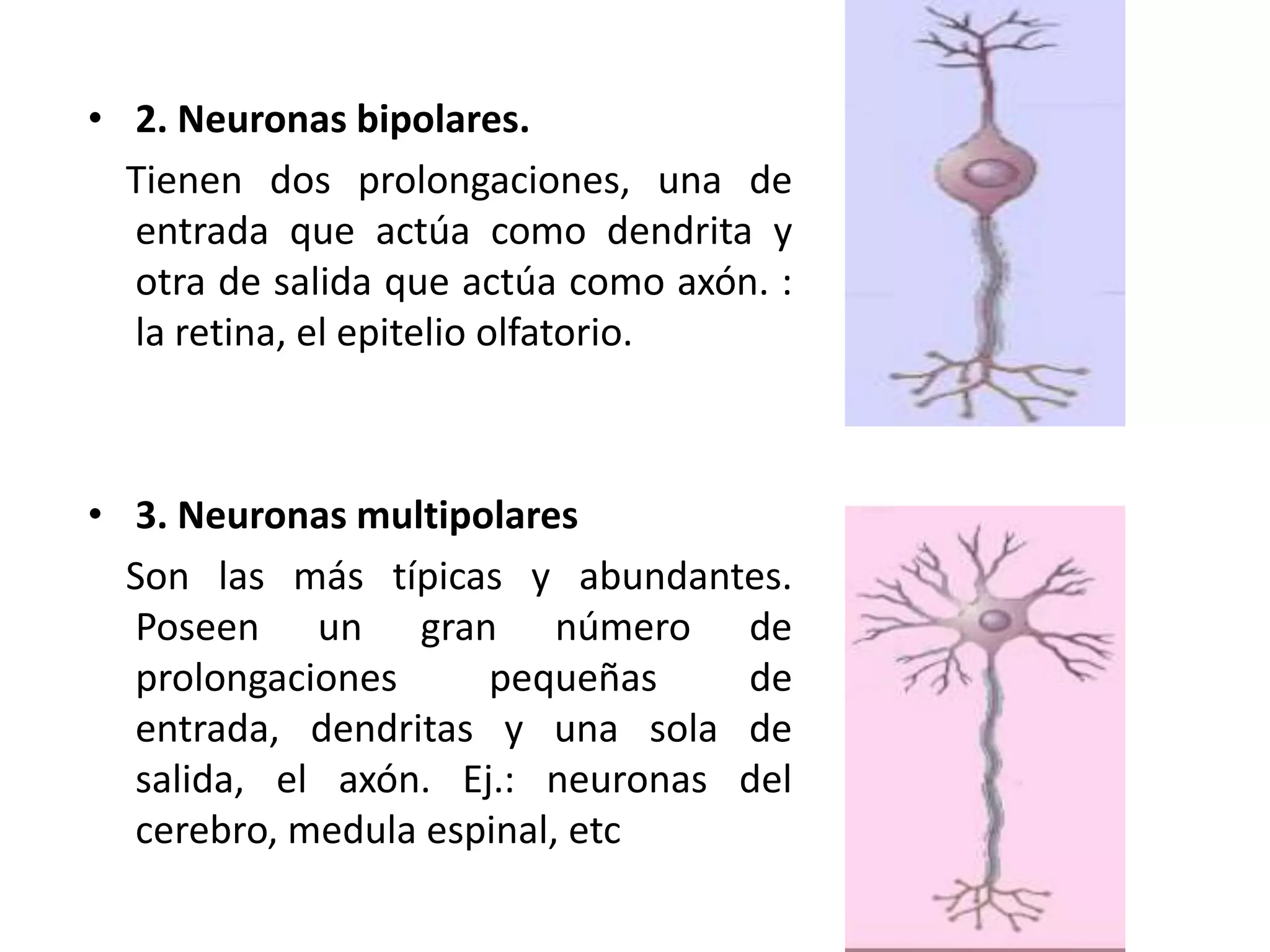 Neuronas | PPTX | Brain and Nervous System Disorders | Diseases and ...