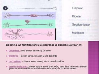 Clasificación de las Neuronas | PPTX