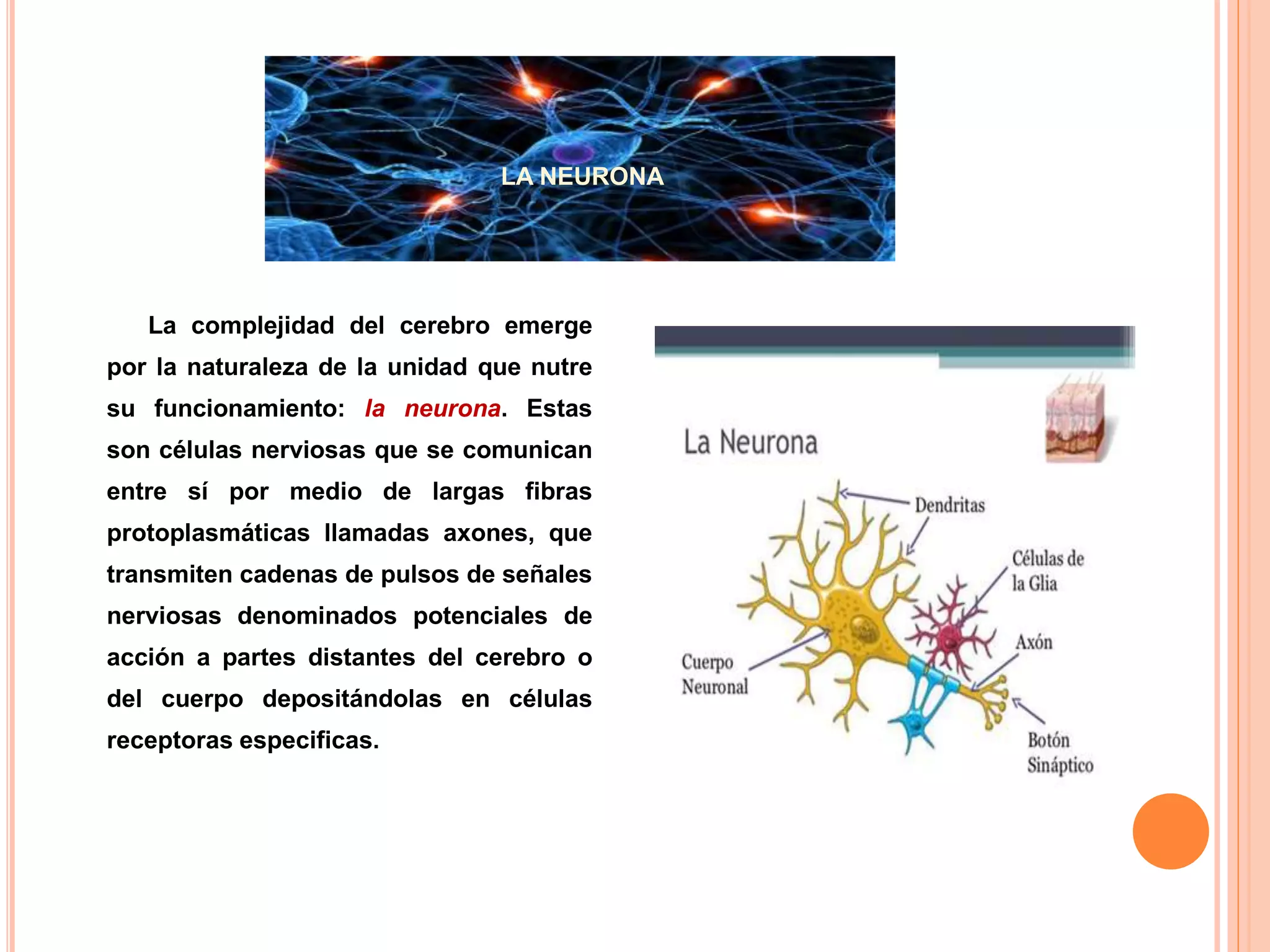 Neuronas | PPT