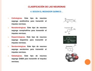 Neuronas | PPTX