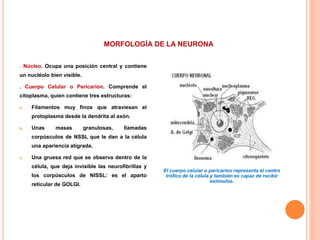 Neuronas | PPTX