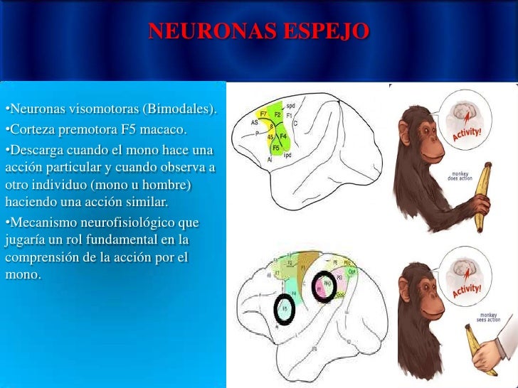 Neuronas Espejo