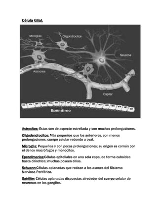 Neuronas y células gliales | DOCX