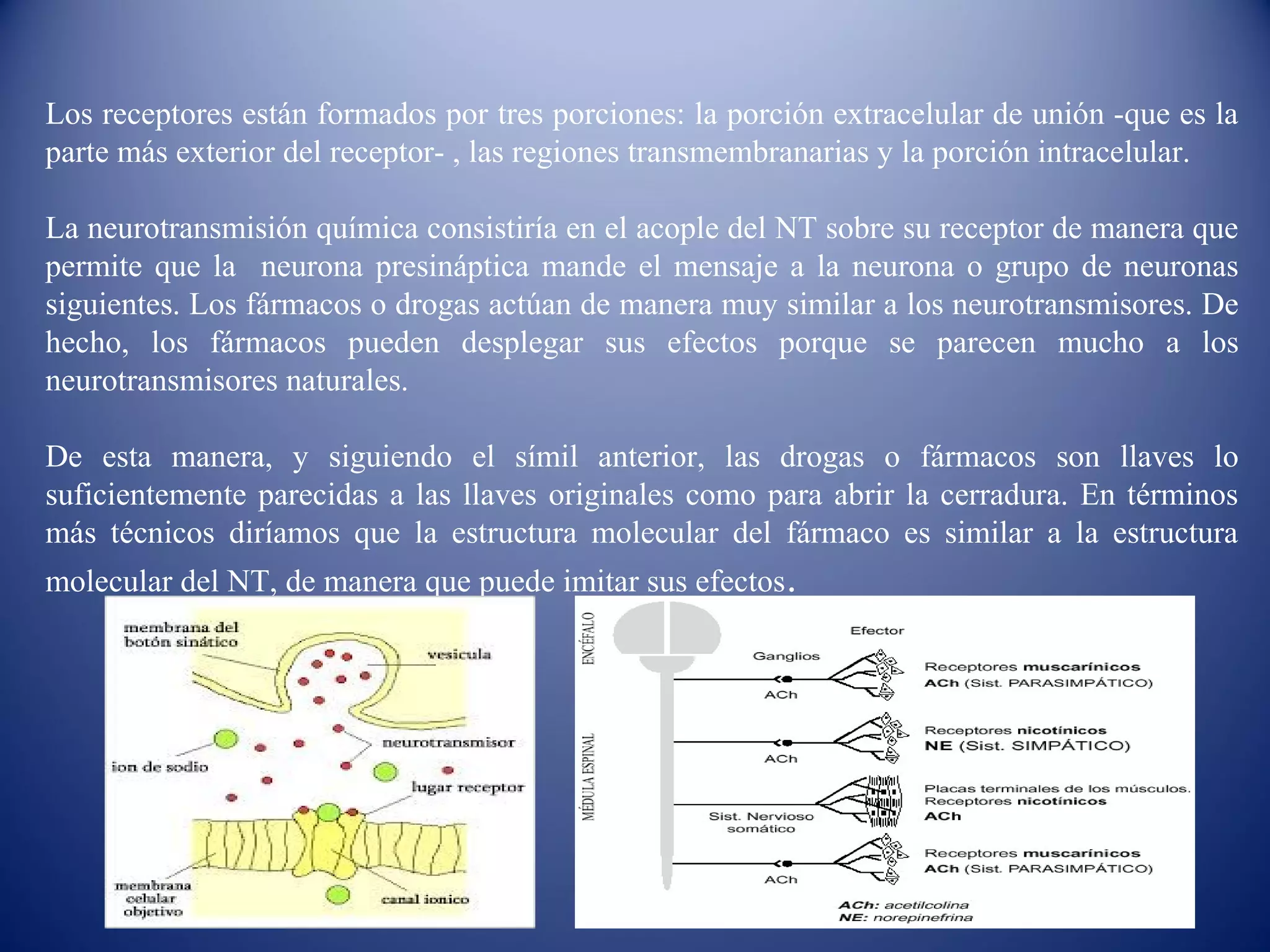 Neuronas y Neurotransmisores | PPT | Brain and Nervous System Disorders ...