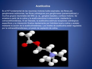 Neurona y neurotransmisores | PPTX