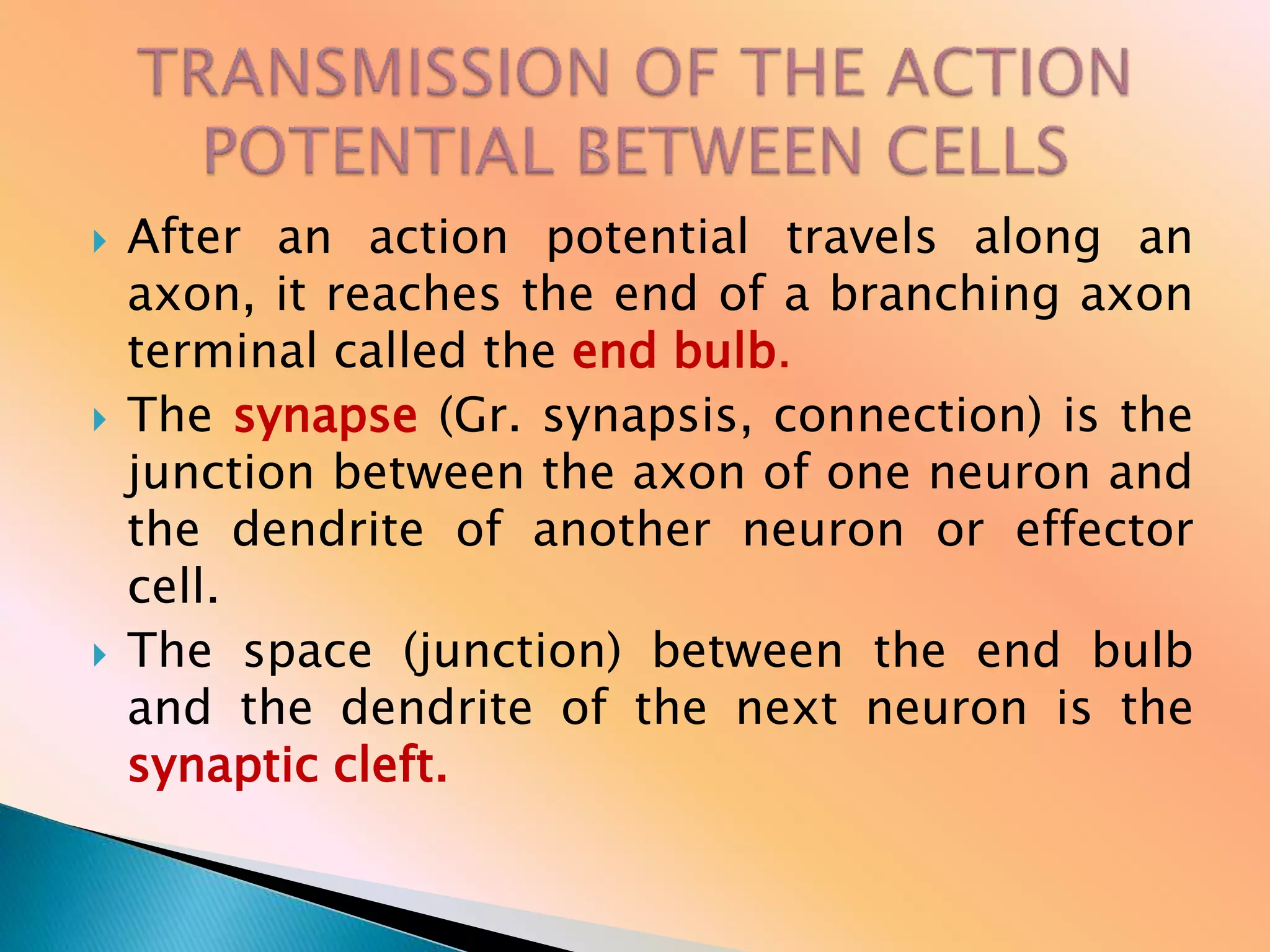 Neuron communication | PPTX