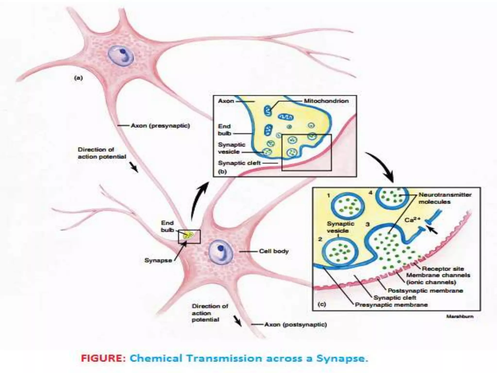 Neuron Communication Pptx