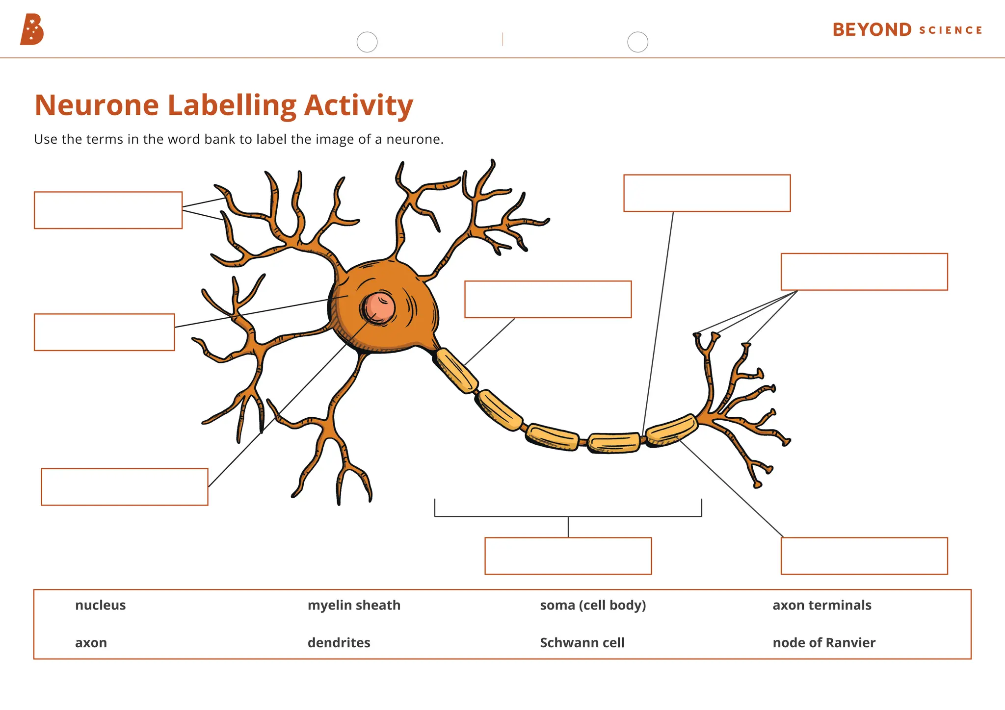 Neurone Labelling Activity for Science IGCSE | PDF