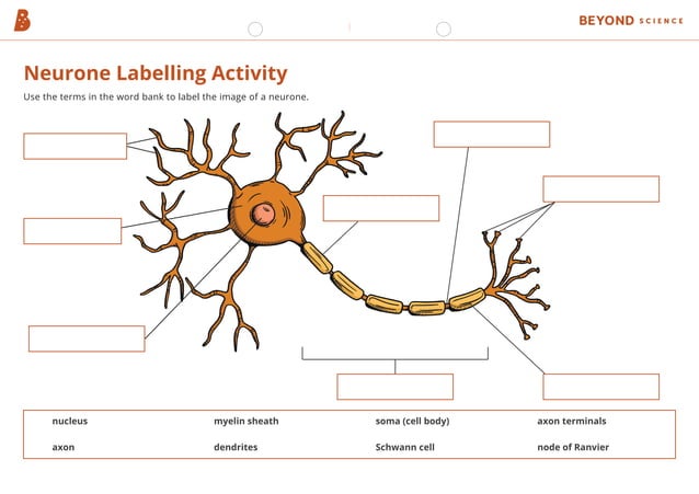 Neurone Labelling Activity for Science IGCSE | PPT