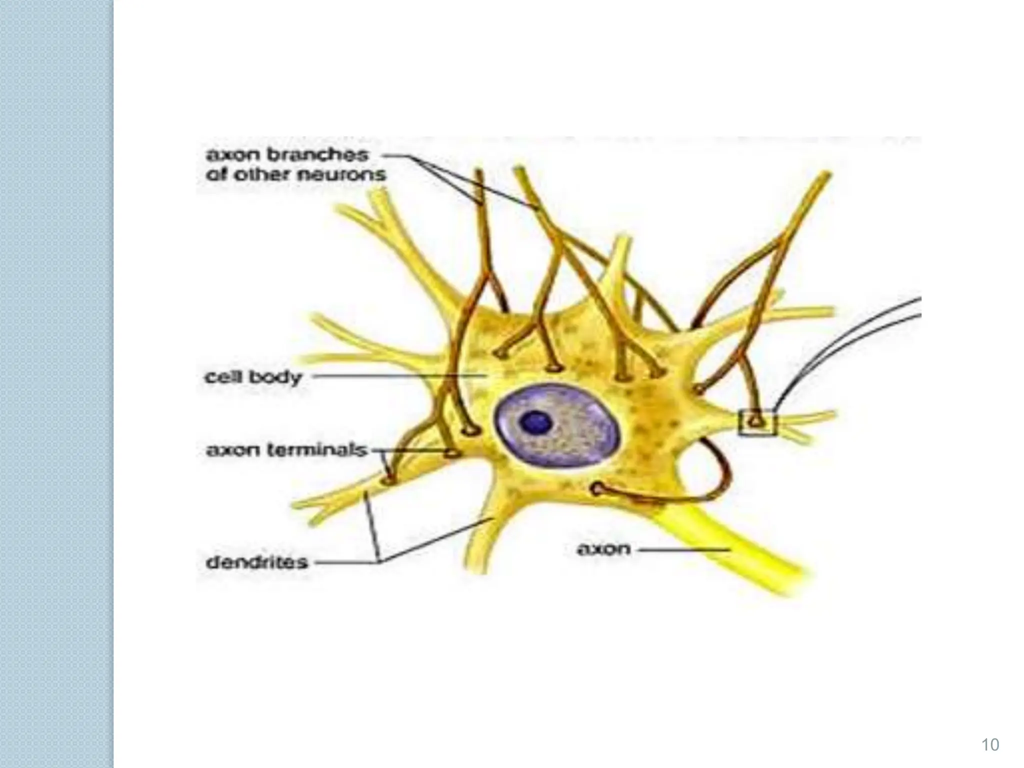 The presentation on the functional unit of nervous system-Neurones.pptx