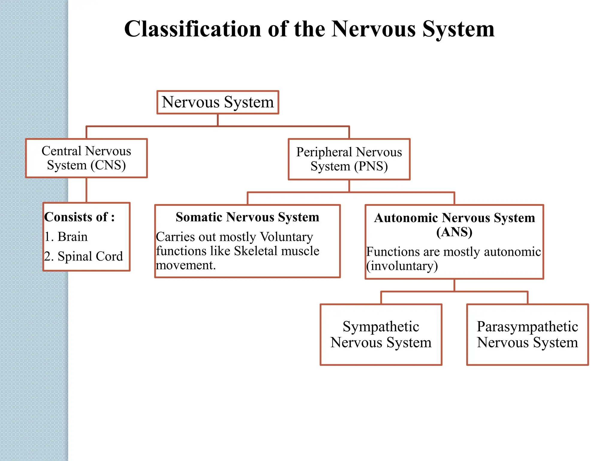 The presentation on the functional unit of nervous system-Neurones.pptx