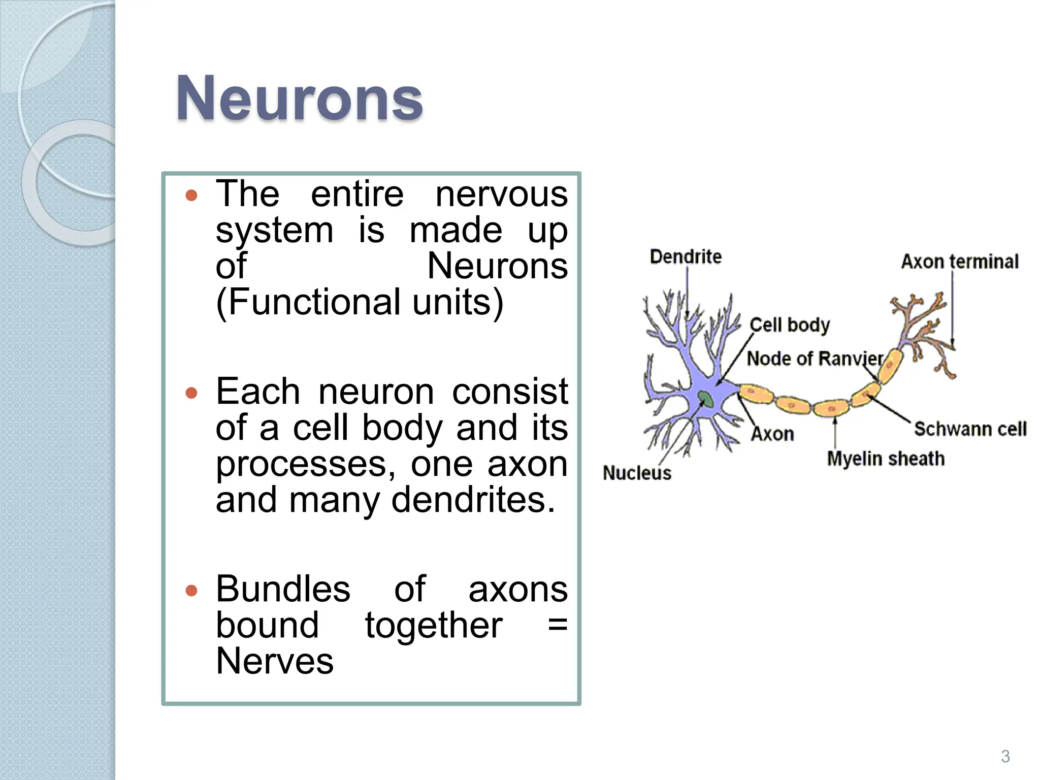 The presentation on the functional unit of nervous system-Neurones.pptx