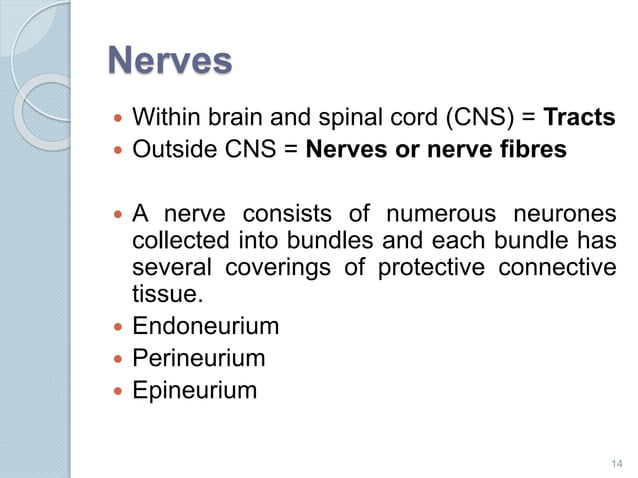 The presentation on the functional unit of nervous system-Neurones.pptx
