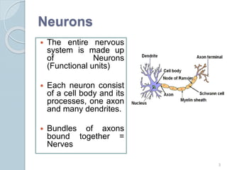The presentation on the functional unit of nervous system-Neurones.pptx
