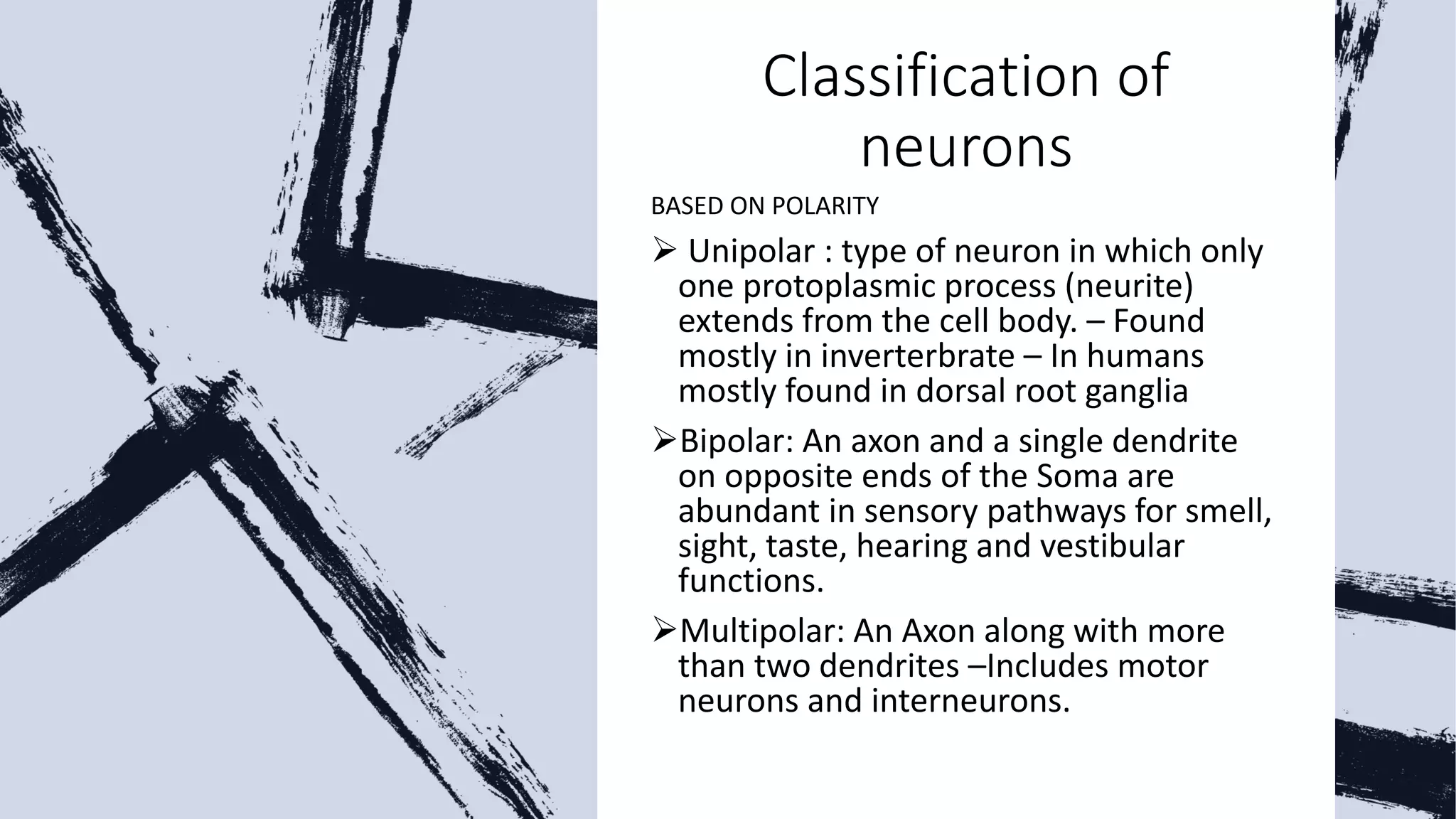 Neuron & Glial cells | PDF