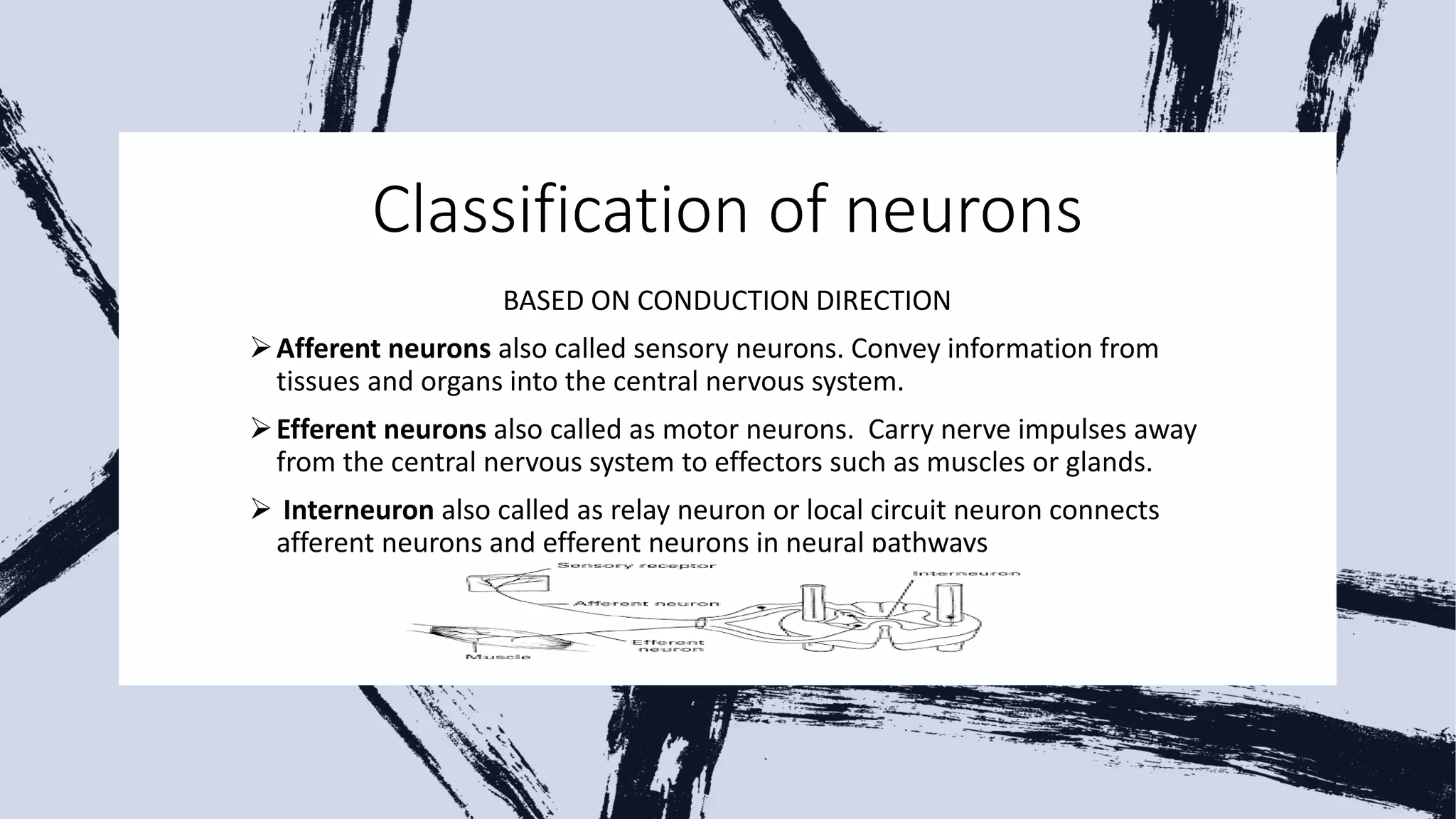 Neuron & Glial cells | PDF