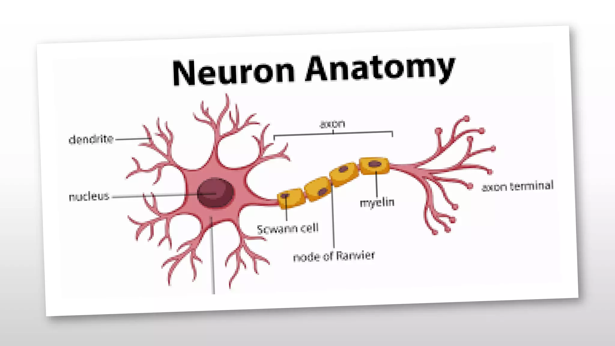 Neuron & Glial cells | PDF