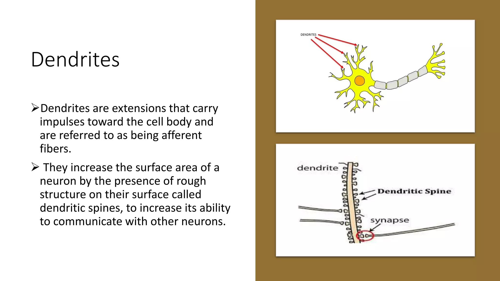 Neuron And Glial Cells Ppt