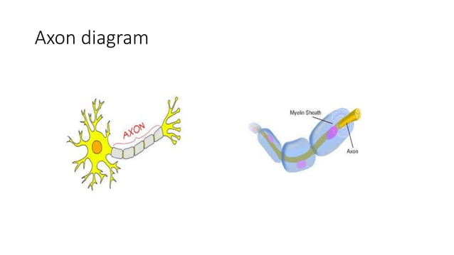 Neuron & Glial cells | PDF